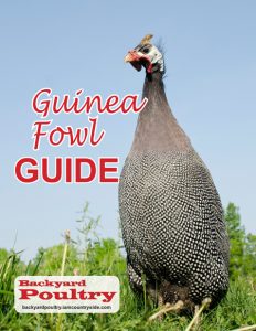 Keeping Guinea Fowl - Backyard Poultry